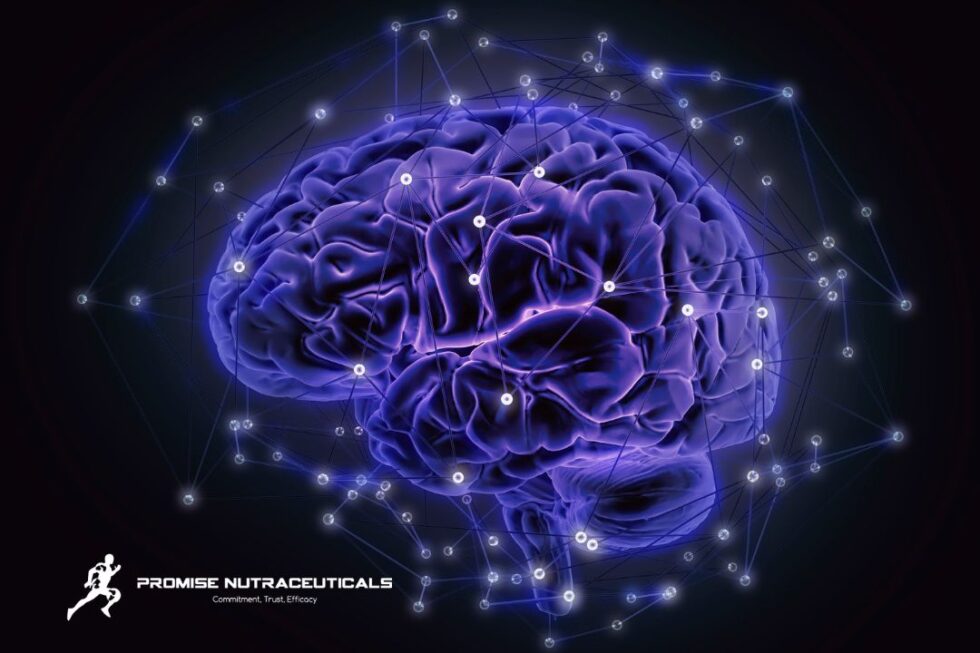 How Does CBD Affect The Brain? - Promise Drops